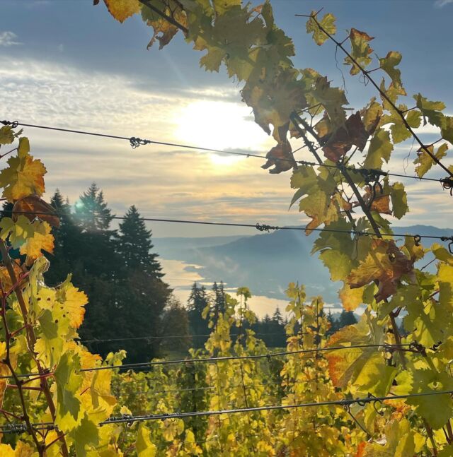 Loop De Loop We Tell A Story In Every Bottle